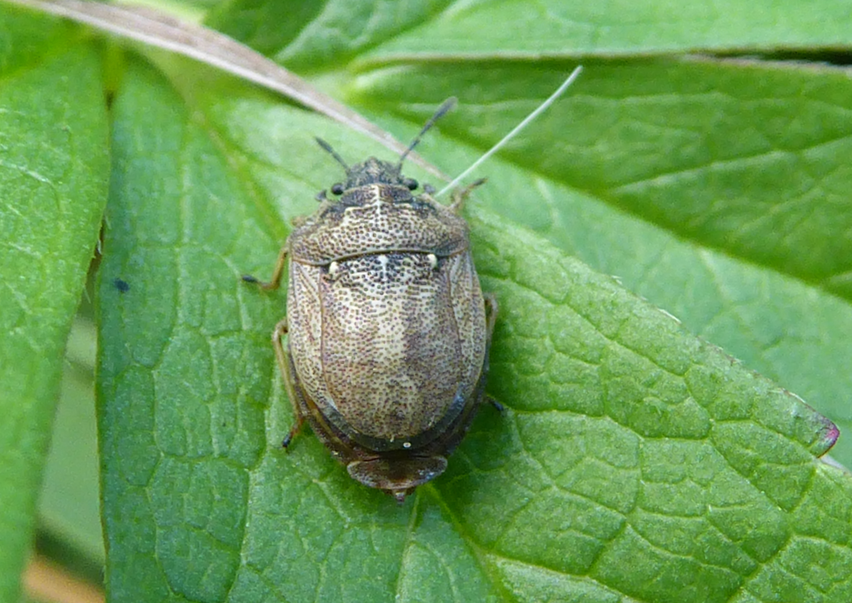 Bug – Ben's Nature Blog