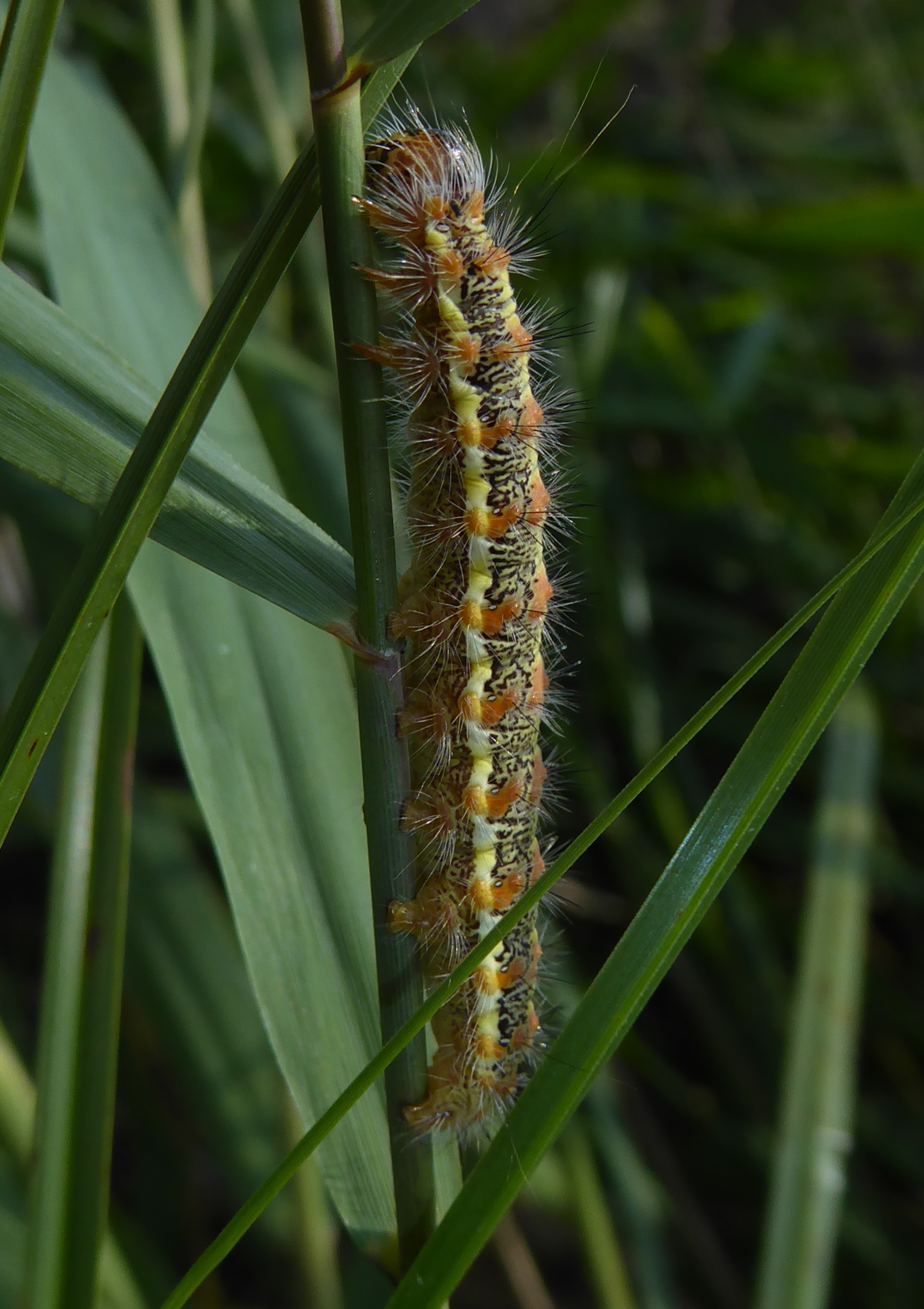 Reed Dagger Moth Caterpillar – Ben's Nature Blog