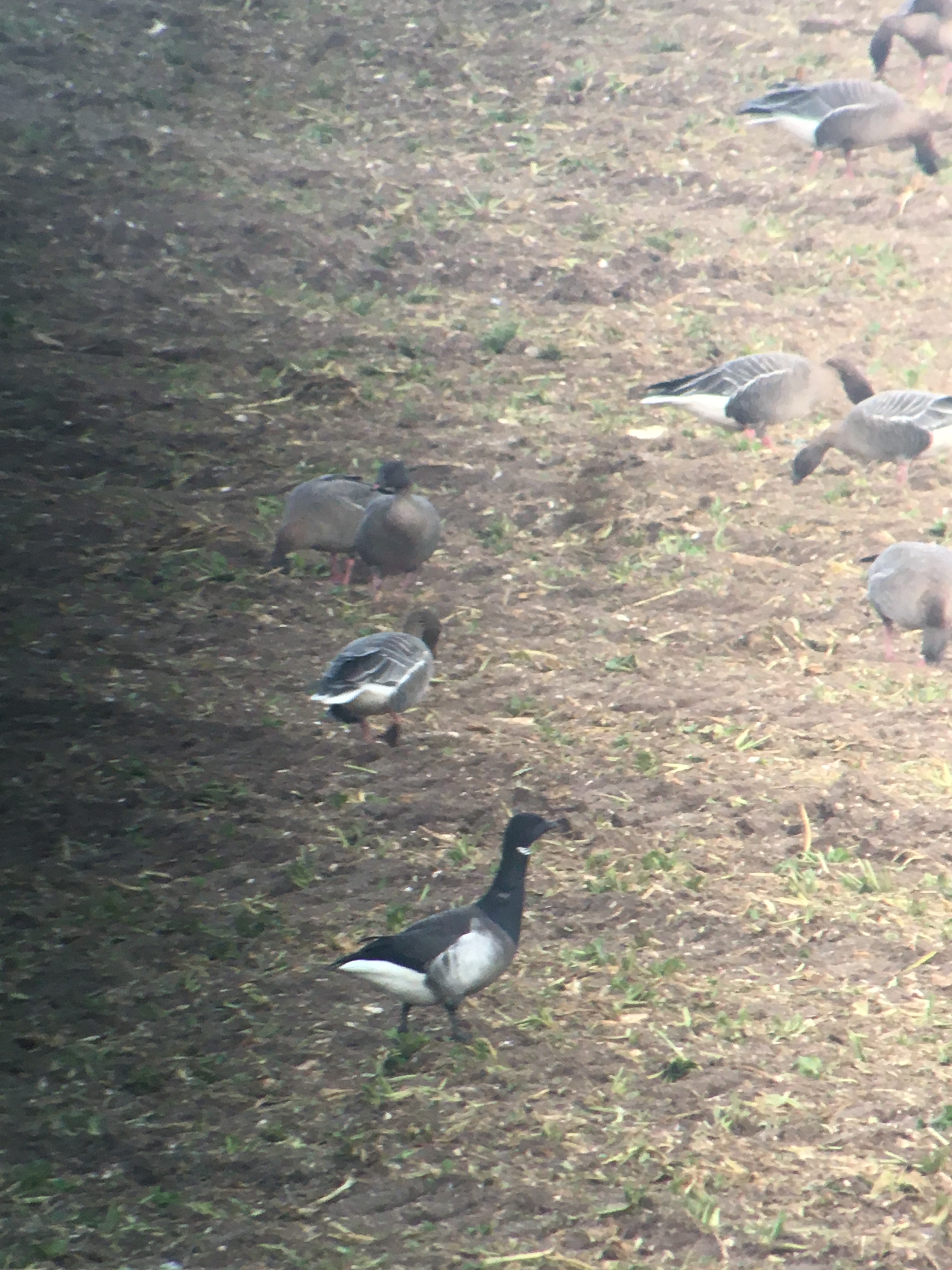 Norfolk 29/12/19 – Ben's Nature Blog